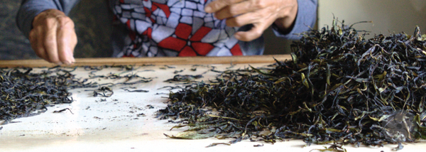 What is Dan Cong Tea? – Red Blossom Tea Company