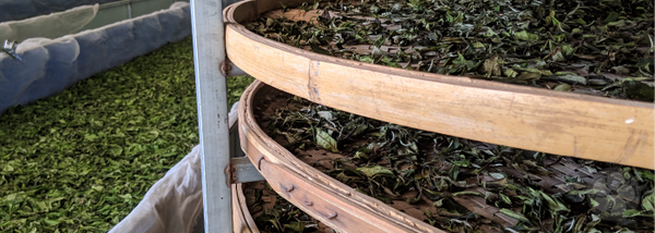 How Oxidation Changes Tea Flavor – Red Blossom Tea Company