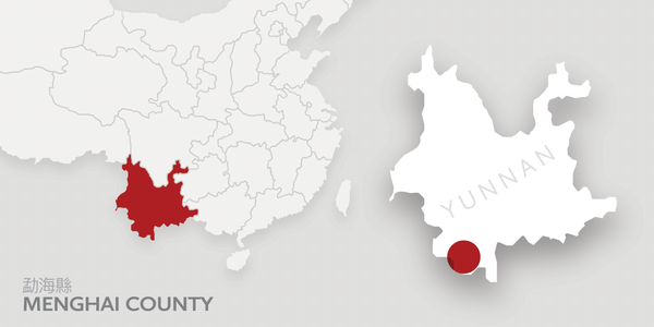 Emperor Shou Pu-erh 2008, Cake – Red Blossom Tea Company